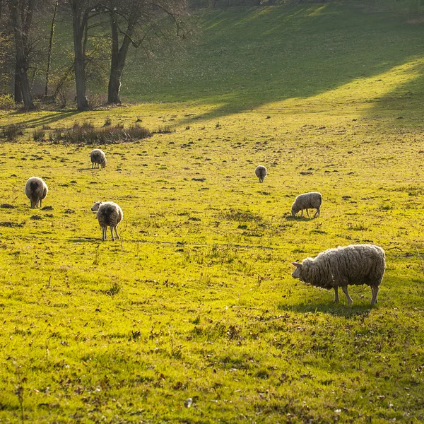 Sheep wool sheep lamb farming herd pasture mutton farm animal farm ...