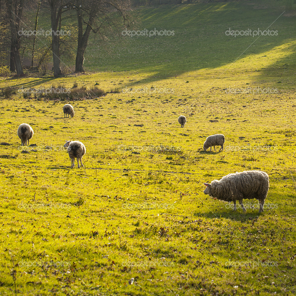 Sheep wool sheep lamb farming herd pasture mutton farm animal farm ...