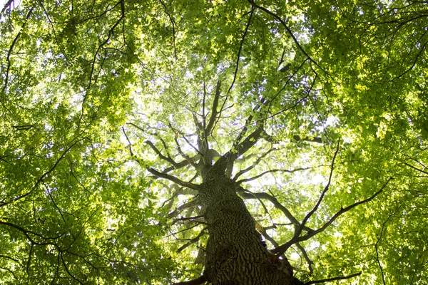 Beech tree Stock Photos, Royalty Free Beech tree Images | Depositphotos