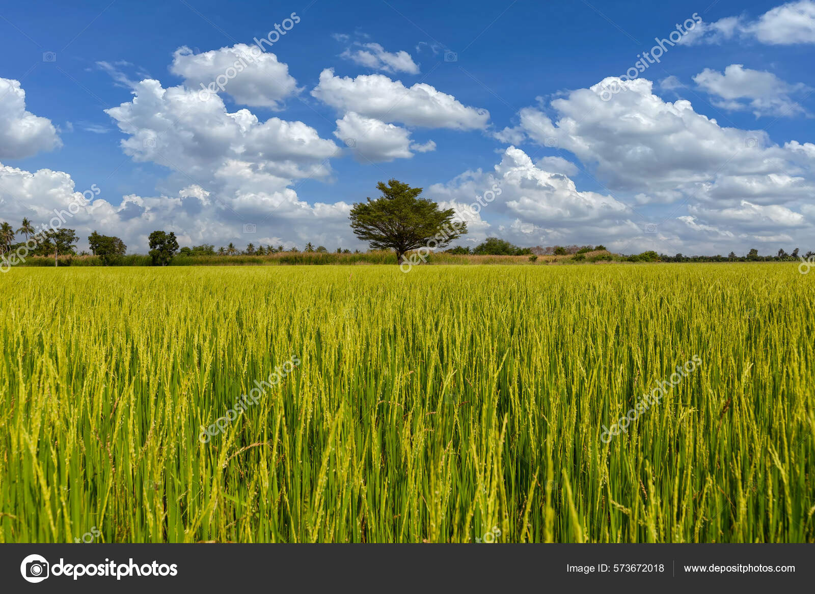 Beautiful Scenery Rural Nature Green Field Area Bangkok Blue Sky ...