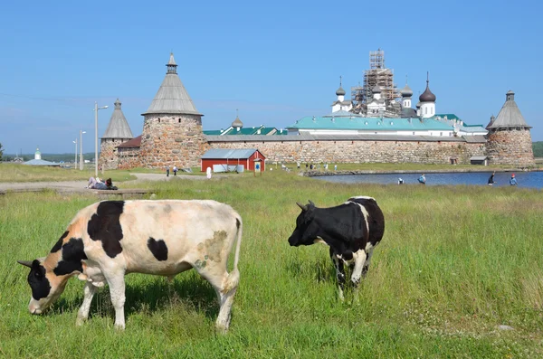 Russian cow Stock Photos, Royalty Free Russian cow Images | Depositphotos