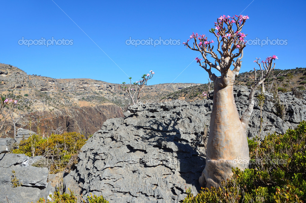 Yemen, Socotra, árboles de botella (rosa del desierto - adenium jalá ...