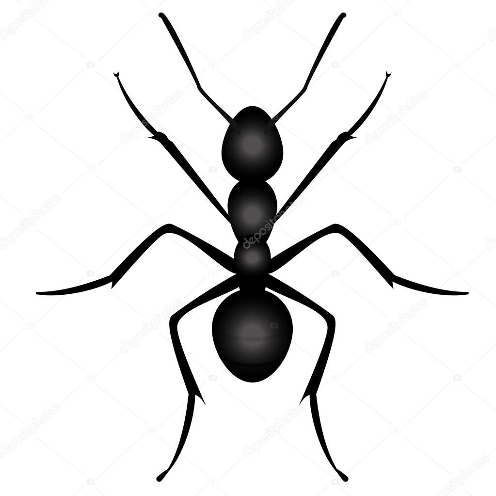 Vector illustration of ant Stock Vector Image by ©yuliaglam #12311809