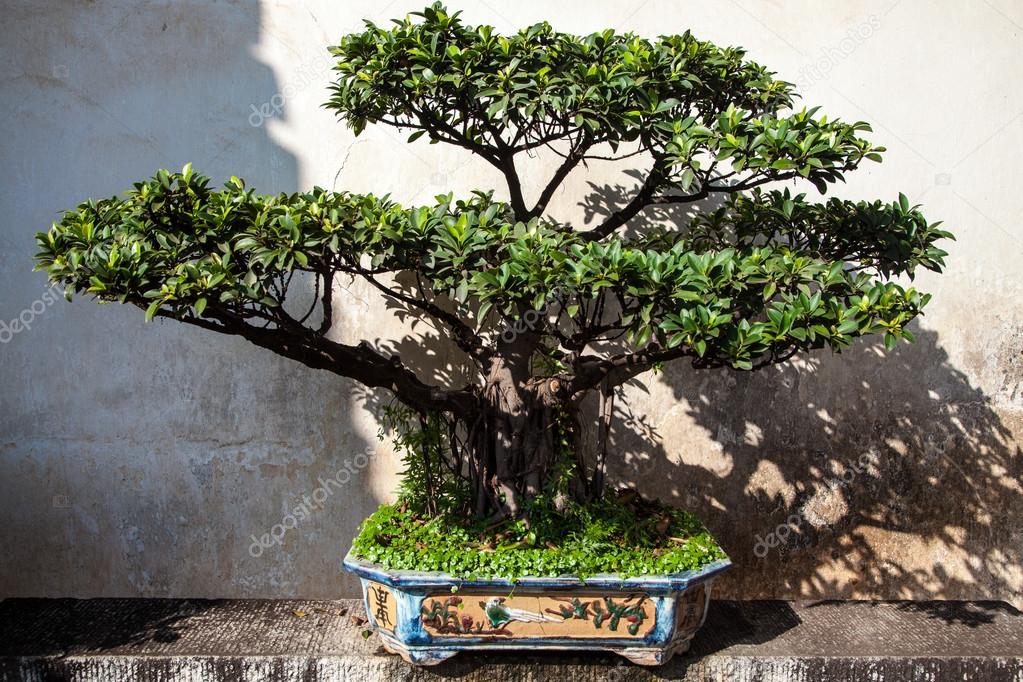 jardin chinois traditionnel avec bonsaï — Photographie pwollinga ...