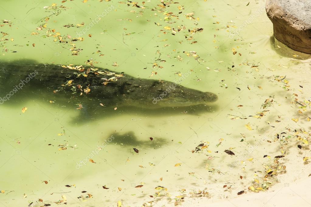 Crocodile in pool — Stock Photo © zstockphotos #22913648