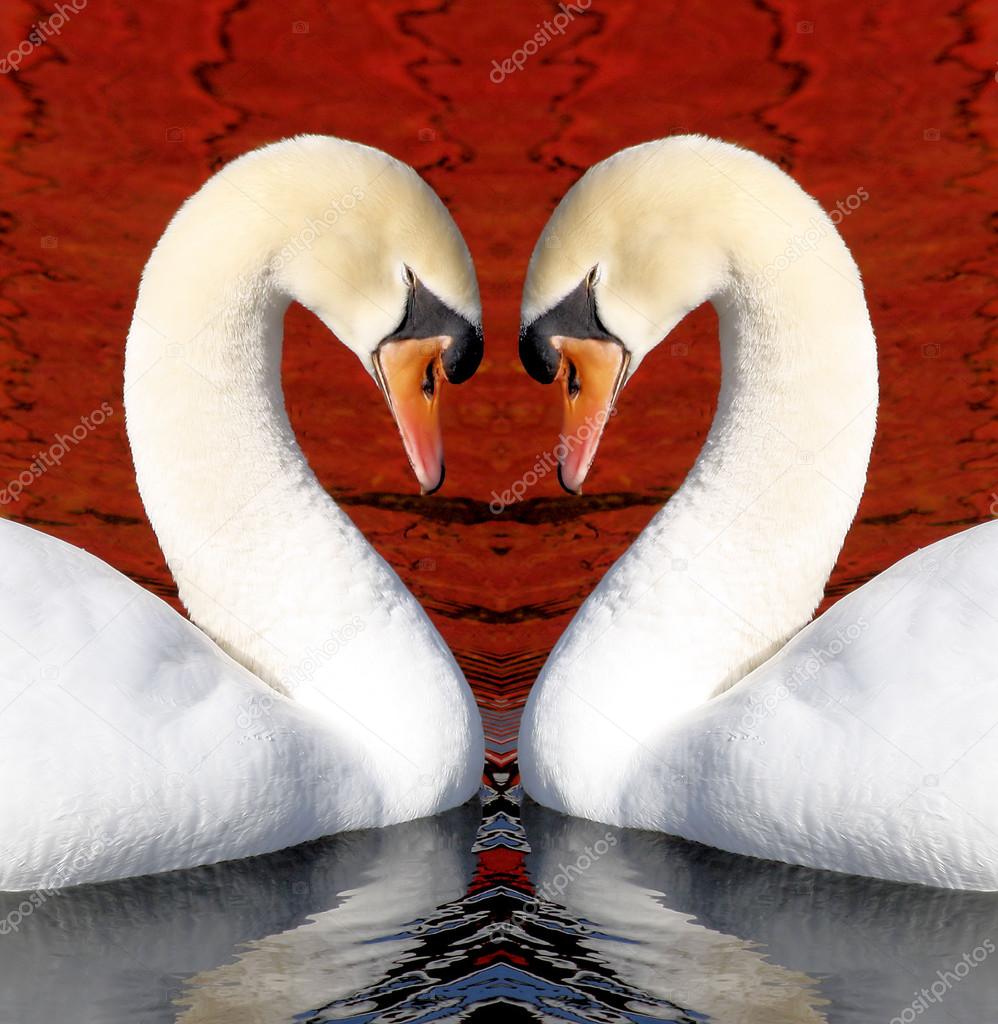 Swan Love — Stock Photo © renamarie #18336573