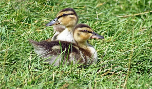 Ducklings Stock Photos, Royalty Free Ducklings Images | Depositphotos