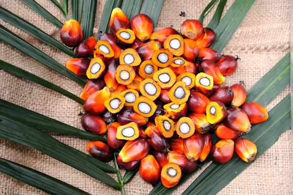 Pictures: palm oil | Palm Oil seeds — Stock Photo © tristantan71 #69538215