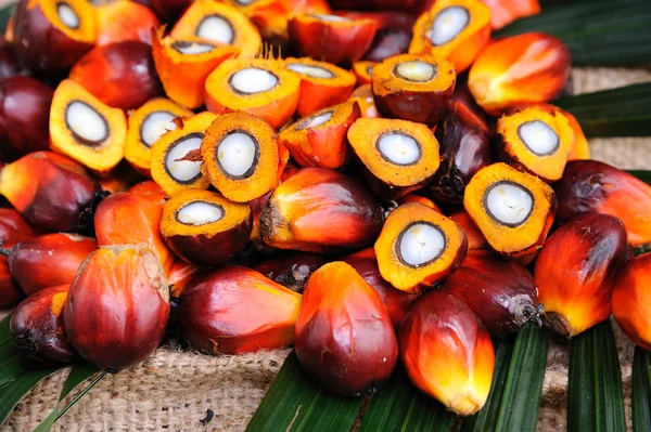 Pictures: palm oil | Palm Oil seeds — Stock Photo © tristantan71 #69538215