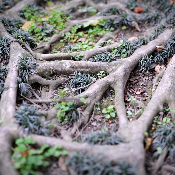 Naive roots Stock Photos, Royalty Free Naive roots Images | Depositphotos