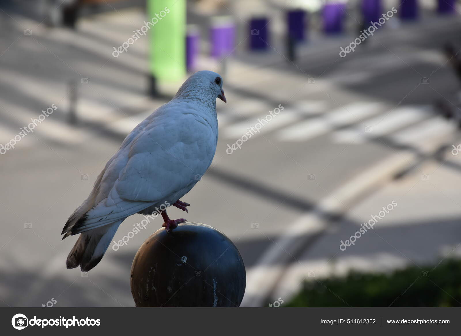 White Dove Asphalt Background — Stock Photo © GalinkaLB #514612302
