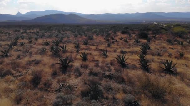 71 Agave plantation Videos, Royalty-free Stock Agave plantation Footage ...