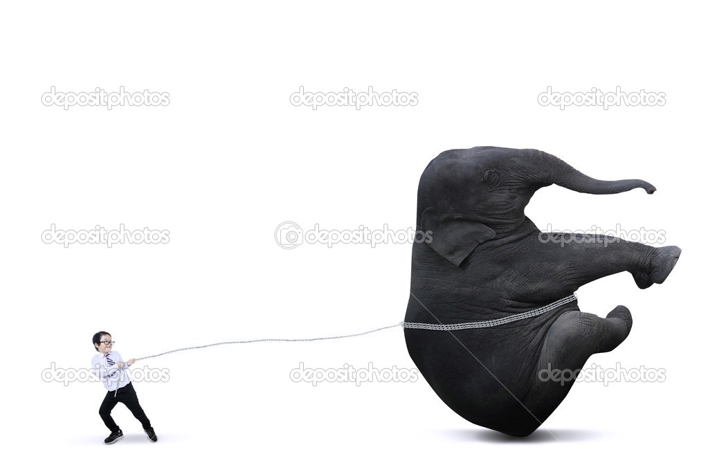 Little boy pulling big elephant Stock Photo by ©realinemedia 34776769