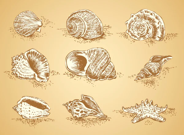 Exotic sea shells collection — Stock Photo © anterovium #10829335