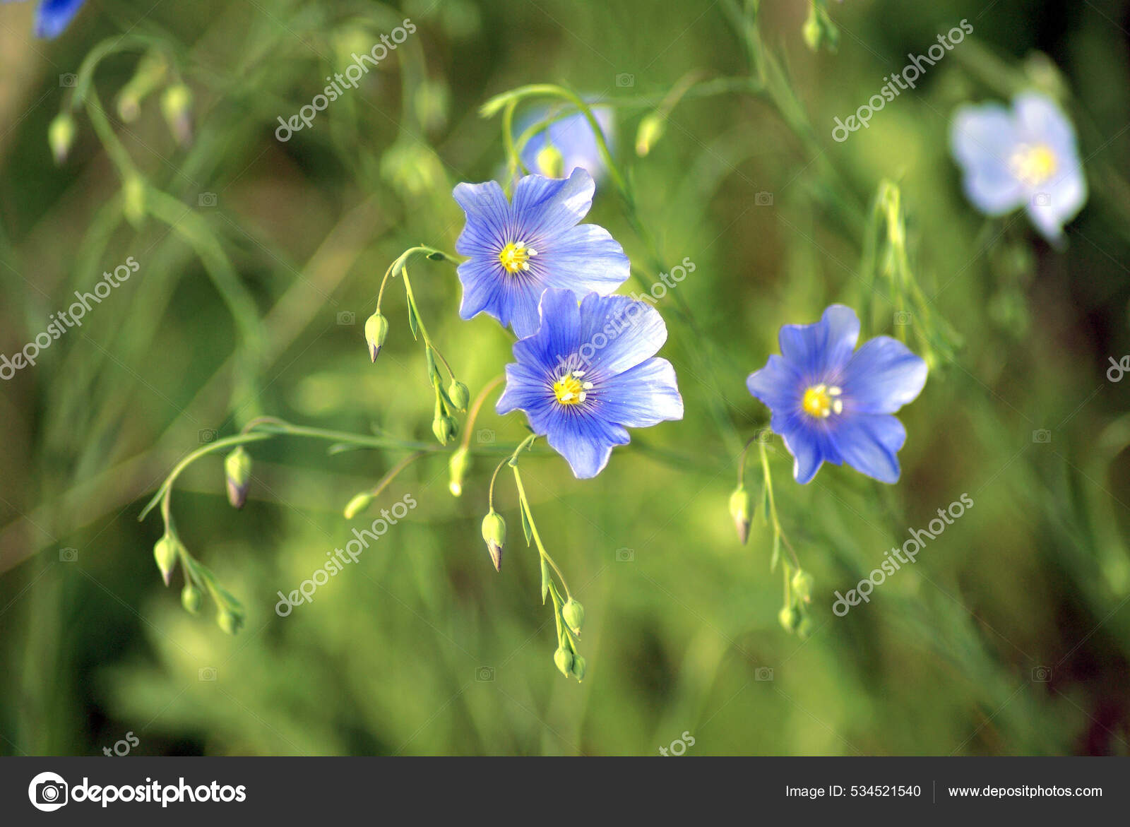 Flax Linum Usitatissimum Common Flax Linseed Blue Flax Flowers Grows ...