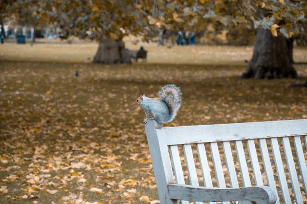 Happy wednesday images with squirrel Stock Photos, Royalty Free Happy ...