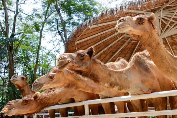 Camel house Stock Photos, Royalty Free Camel house Images | Depositphotos