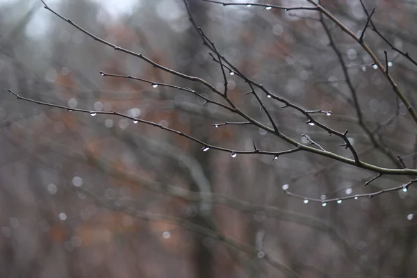 Tree sticks Stock Photos, Royalty Free Tree sticks Images | Depositphotos