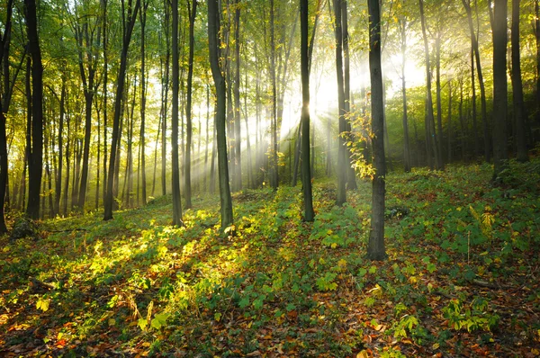 Forest trees background — Stock Photo © Pakhnyushchyy #74223277