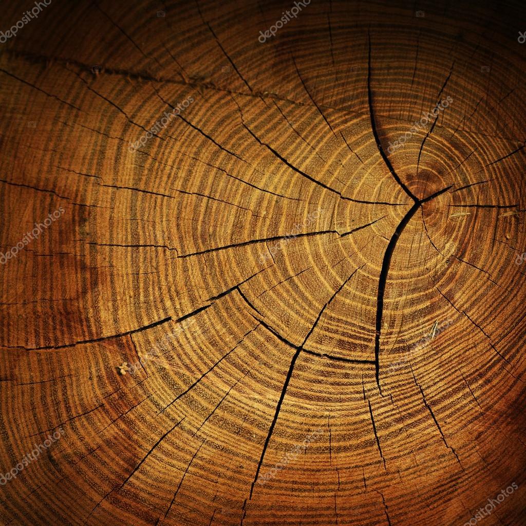 Tree stump — Stock Photo © kwasny222 #27977315