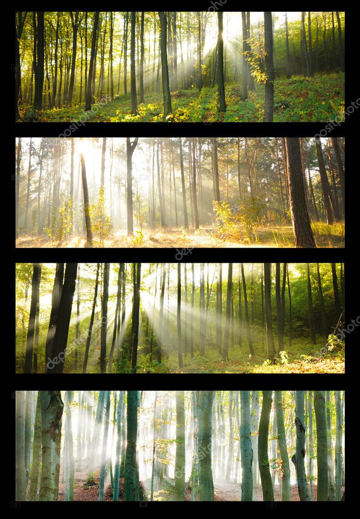 Forest collage Stock Photo by ©kwasny222 30173887
