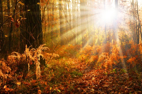 Magical Stock Photos, Royalty Free Magical Images | Depositphotos