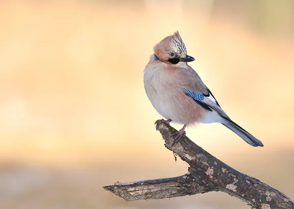 Pink Jay Bird