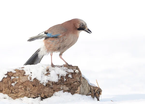 Jaybird Stock Photos, Royalty Free Jaybird Images | Depositphotos