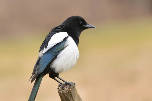 Magpie Stock Photos, Royalty Free Magpie Images | Depositphotos