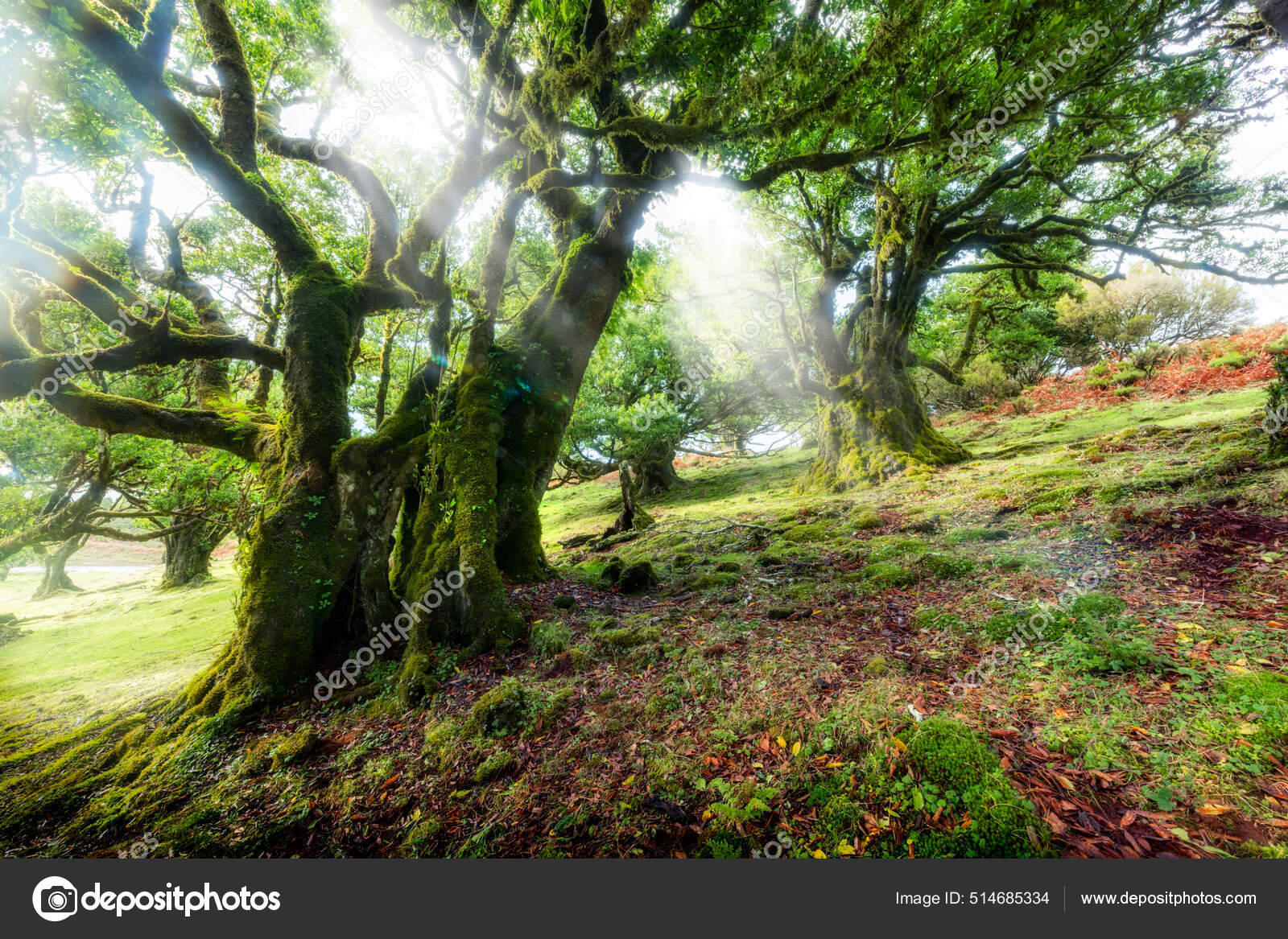 Beautiful Sunny Morning Magic Forest Stock Photo by ©kwasny222 514685334