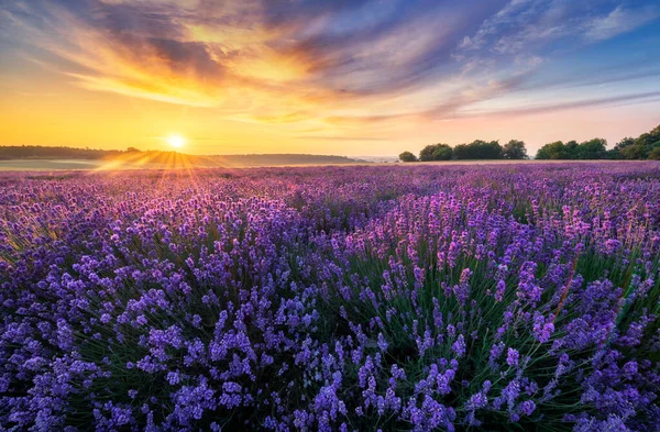 Beautiful Purple Landscape Pictures
