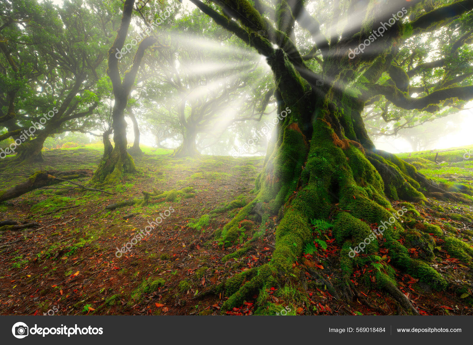 Old Cedar Tree Fanal Forest Madeira Island Portugal — Stock Photo ...