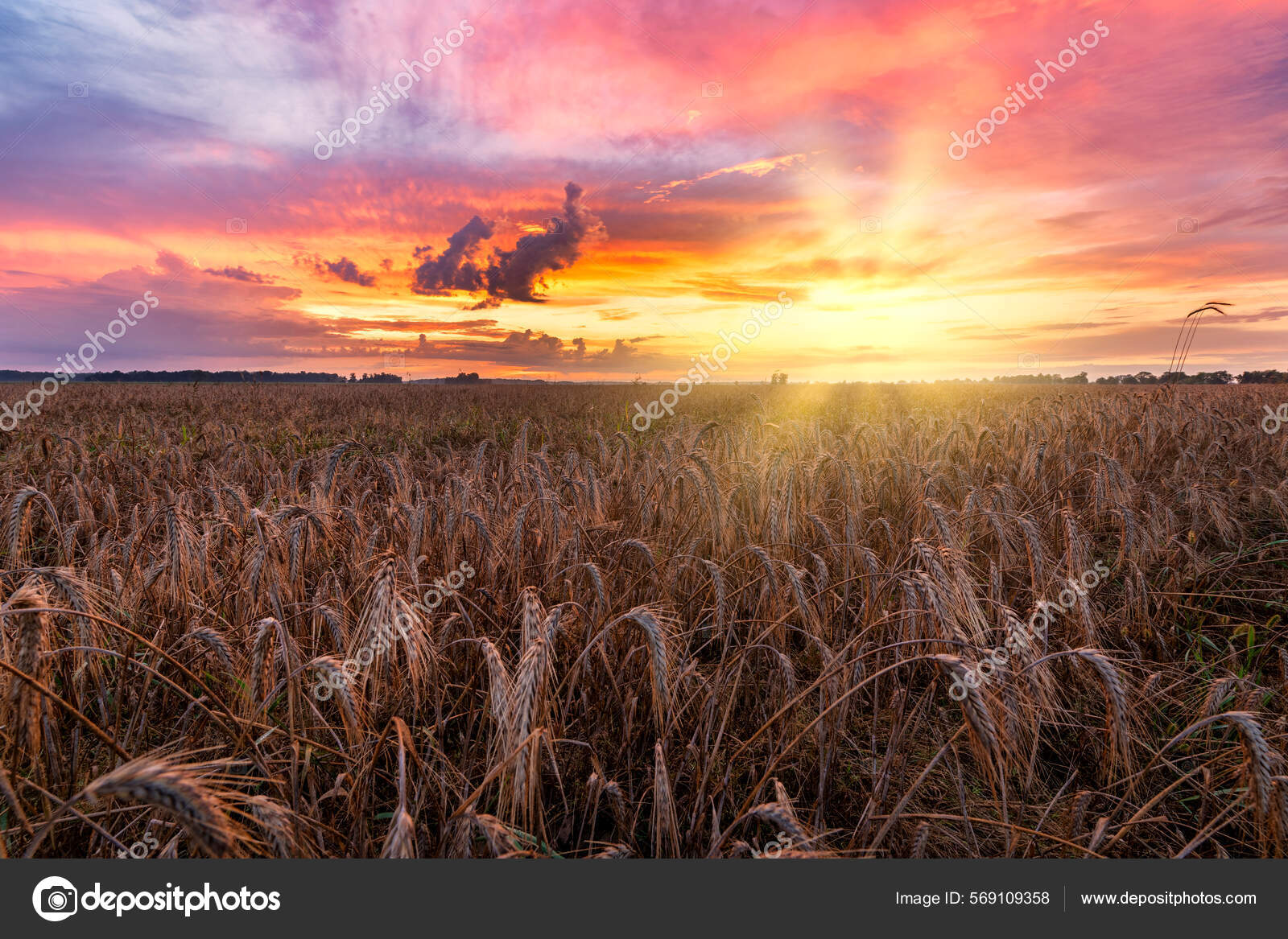 Wheat Fields At Sunset Golden Wheat Field At Sunset Stock Photo