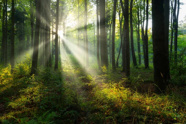 Forest sunlight Stock Photos, Royalty Free Forest sunlight Images ...