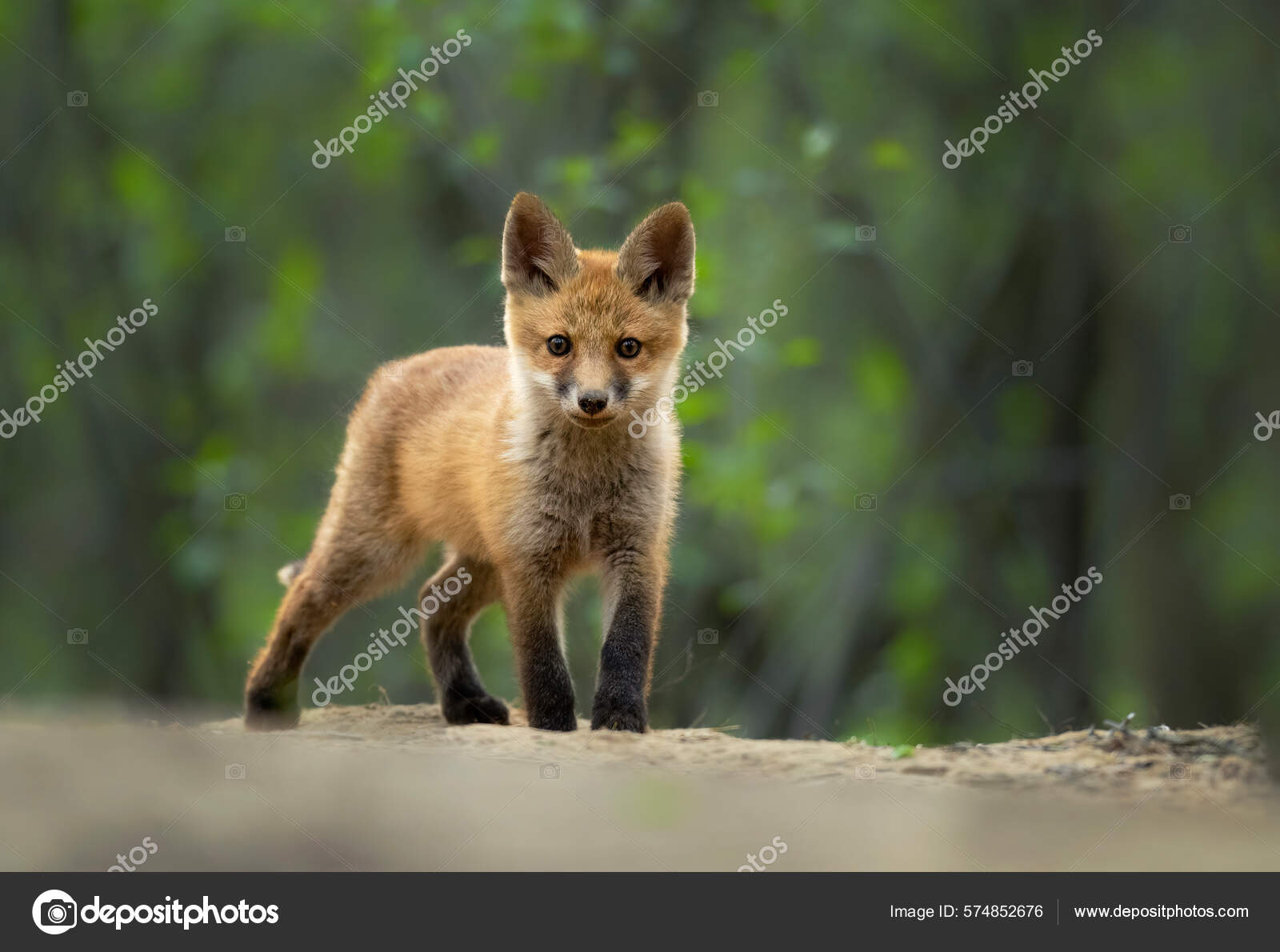 Cute Young Red Fox Forest Vulpes Vulpes Stock Photo by ©kwasny222 574852676