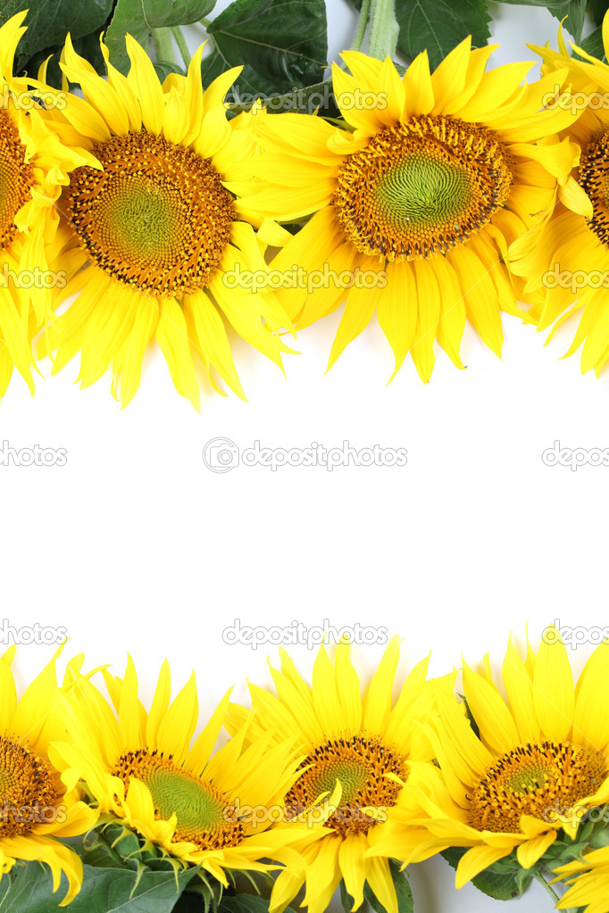 Sunflower frame Stock Photo by ©ingridhs 13473553