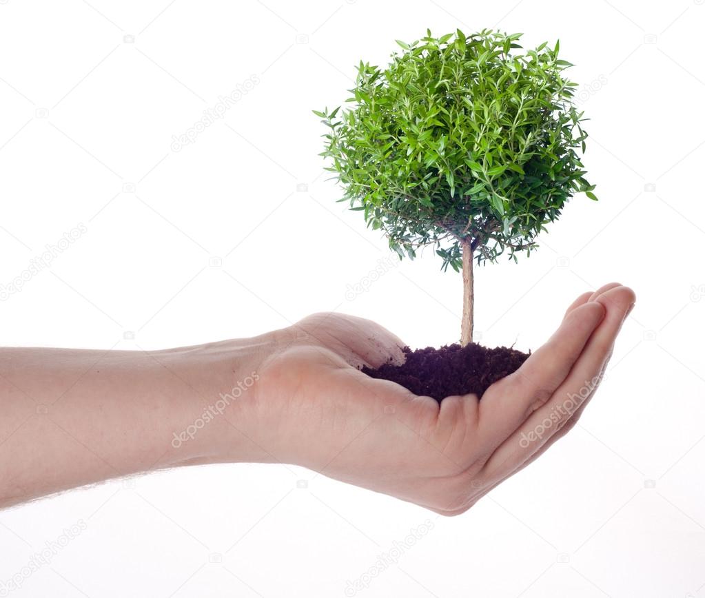 Tree on the hand — Stock Photo © Vbashutskyy #23734453