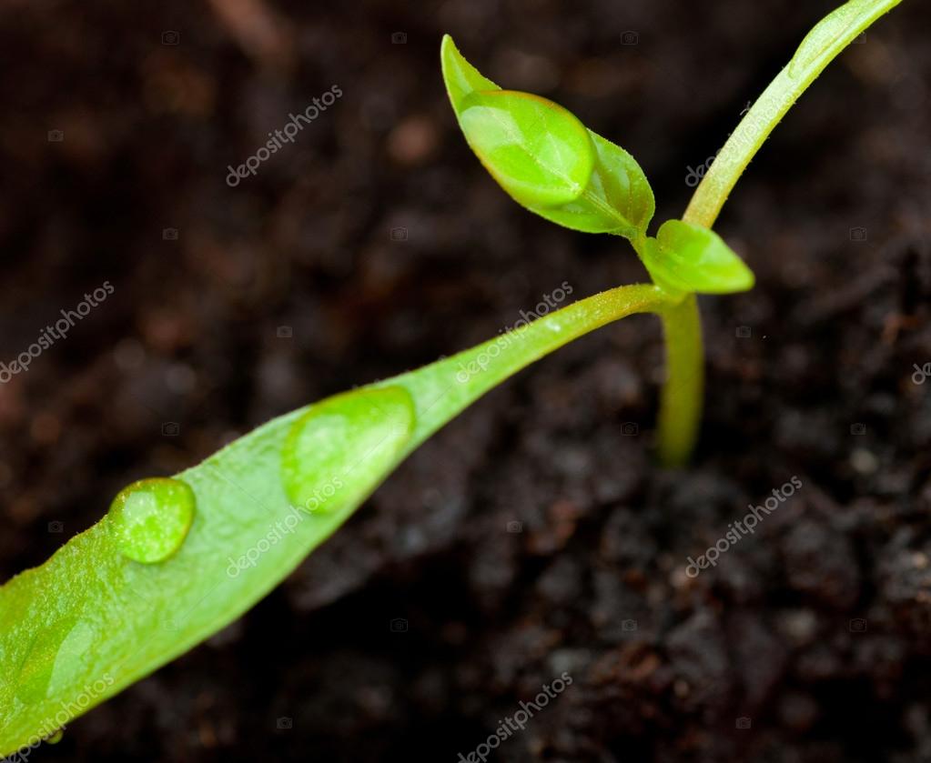 Young sprout Stock Photo by ©Vbashutskyy 24484351
