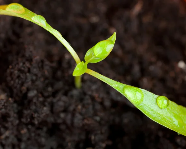 Plunt fotos de stock, imágenes de Plunt sin royalties | Depositphotos