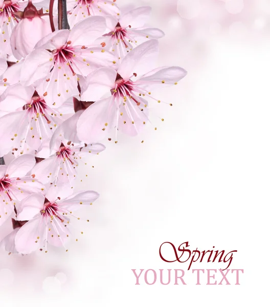 Pink spring blossom border background - Stock Image - Everypixel