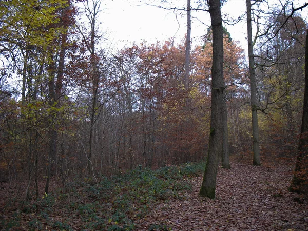 Glade forest Stock Photos, Royalty Free Glade forest Images | Depositphotos