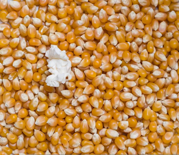 Popcorn kernels background Stock Photo by ©bradcalkins 41521685