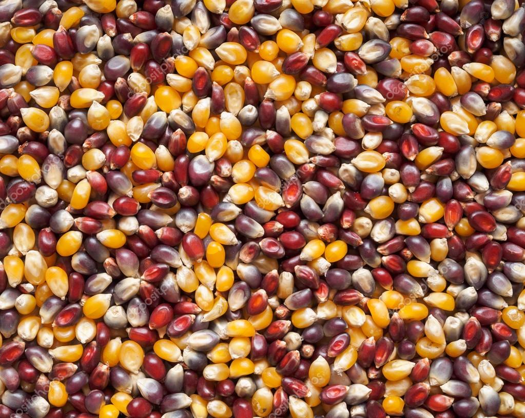 Popcorn kernels background Stock Photo by ©bradcalkins 41521685