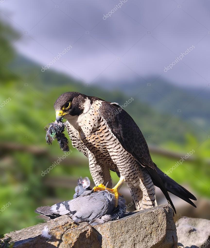 Peregrine Falcon Catching Pigeon