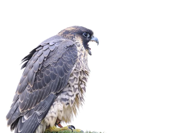 Sapsan falcon Stock Photos, Royalty Free Sapsan falcon Images ...