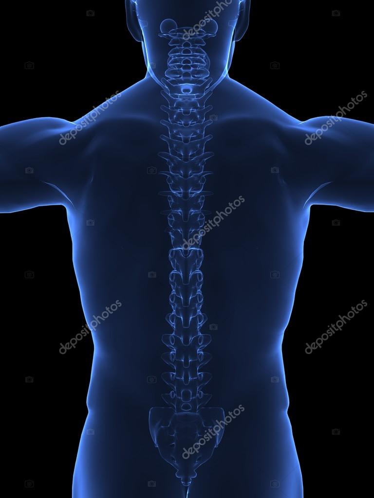 Body X-ray view — Stock Photo © CLIPAREA #13279977