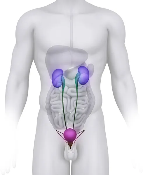 Sistema Urinario Sem Rotulos Novembro Azul Grupo Mast