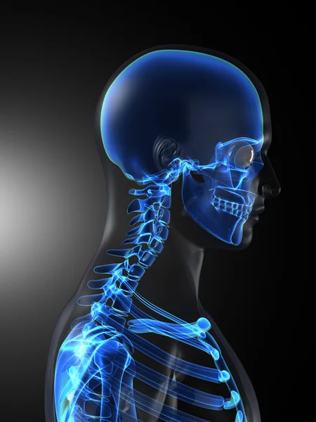 Human skeleton x ray Stock Photos, Royalty Free Human skeleton x ray ...