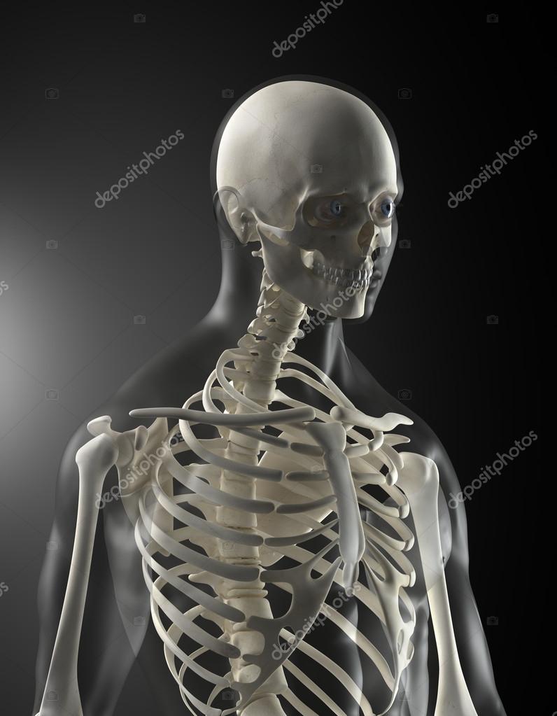 Human Body Medical Scan — Stock Photo © CLIPAREA #13280503