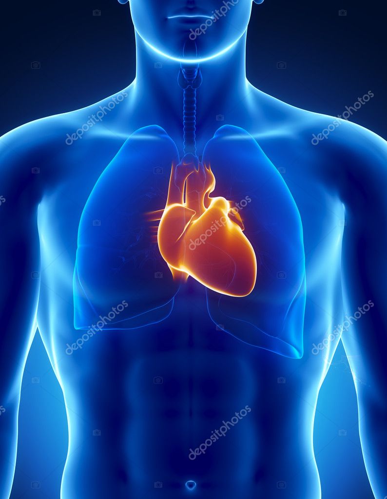 X Ray Body Heart